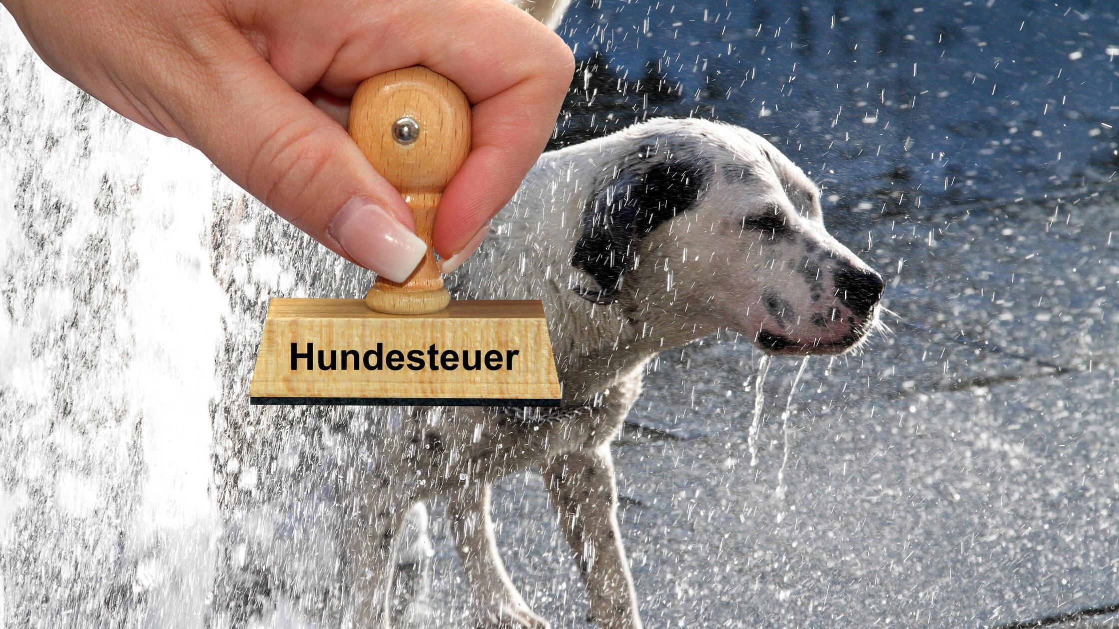 Die Stadt Roth zählt bald jeden einzelnen Hund: Das steckt dahinter