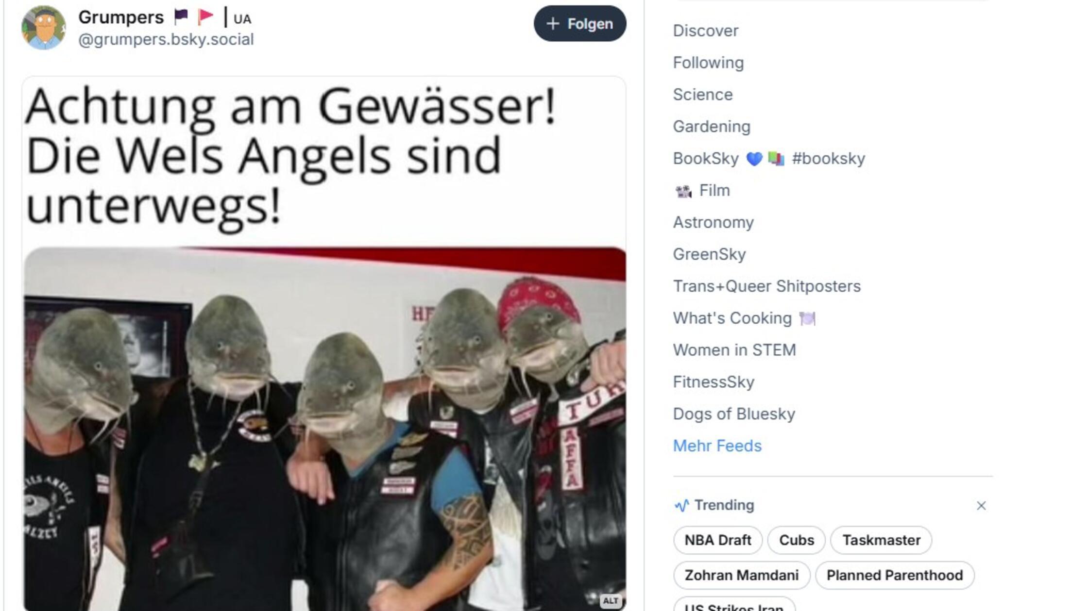 Ein Fisch, ein Phänomen: So reagieren User auf den bissigen Wels vom ...