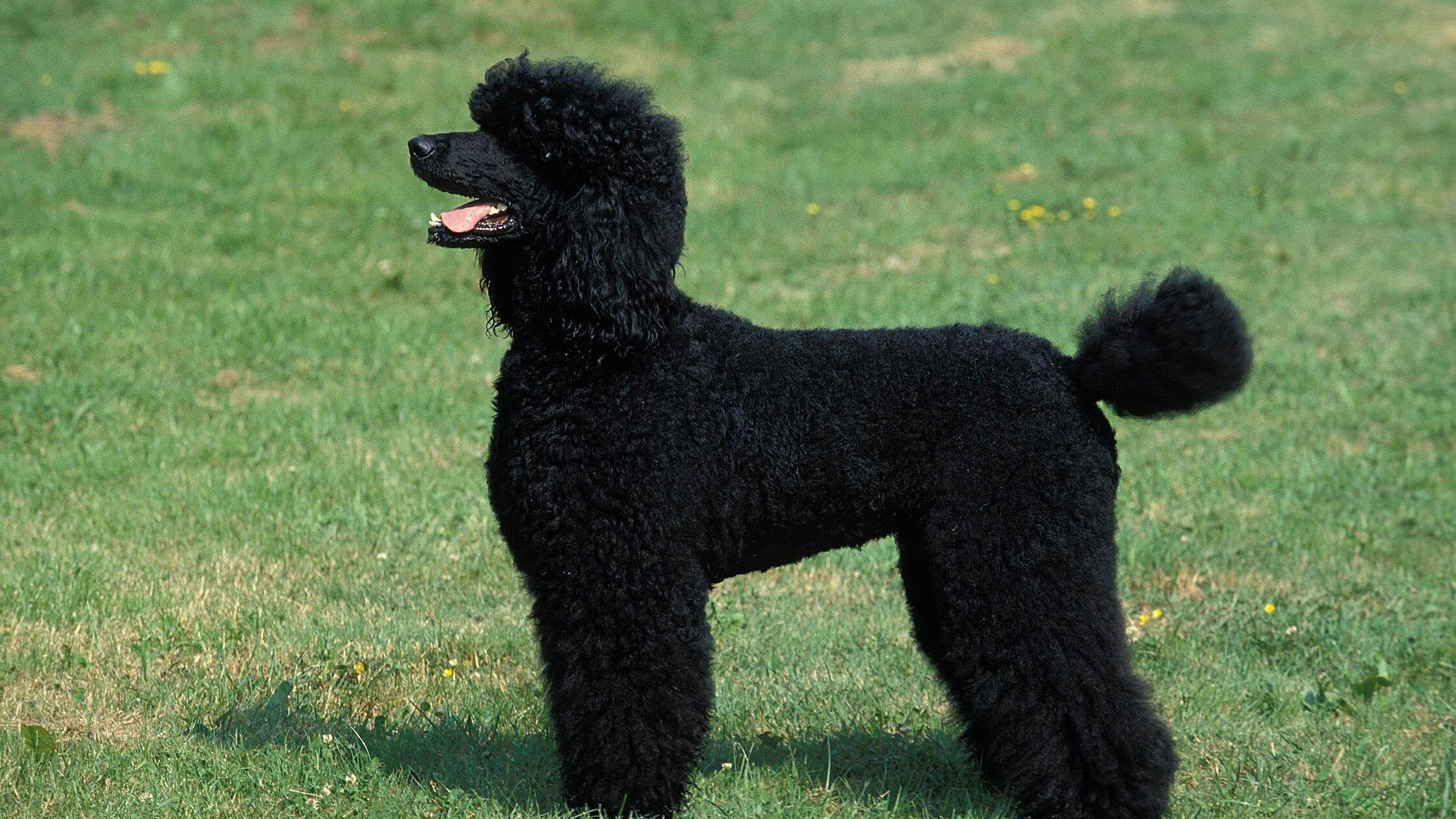 Poodle exposes woman: she stole over 2 million euros and faked her own ...