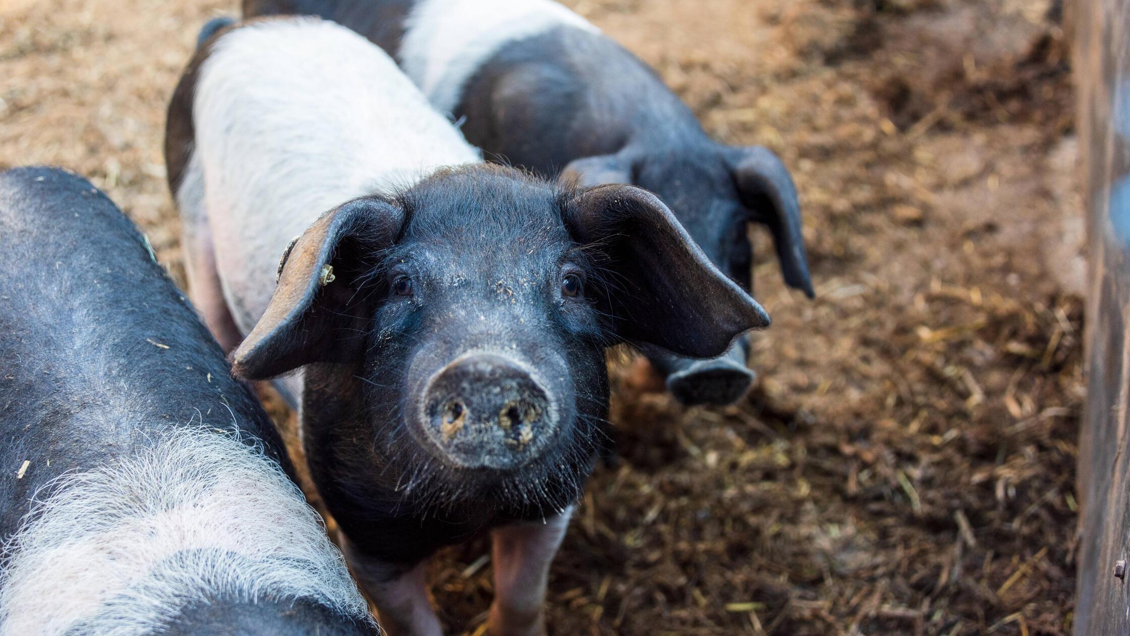Schweine sollen für Kirchenorgel sterben: Gemeinde in Mittelfranken ...