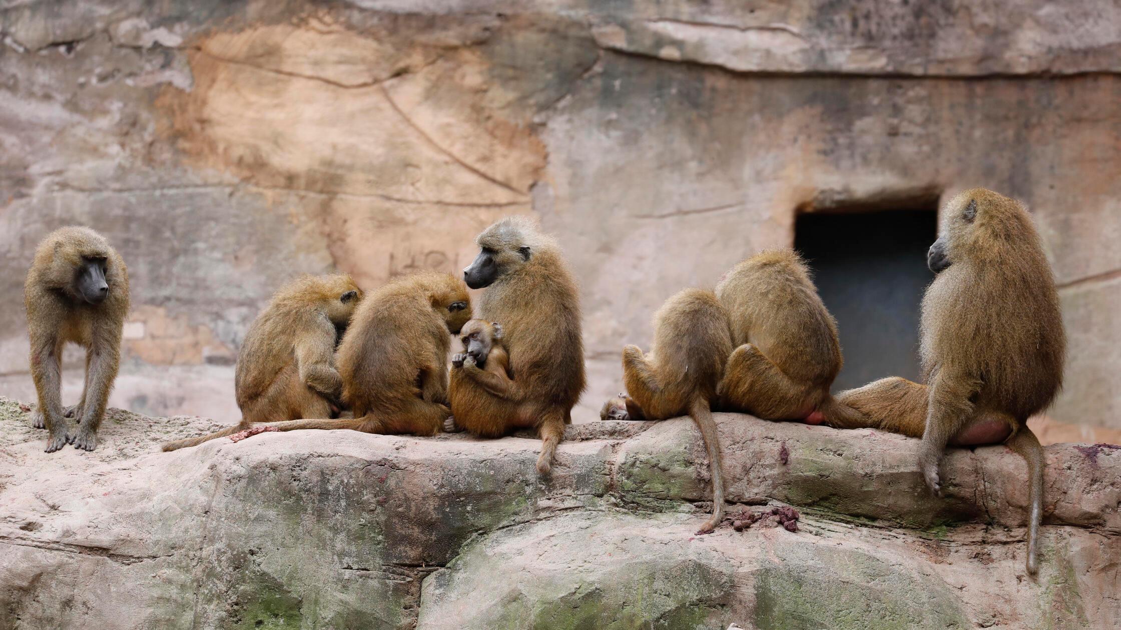 Is culling the animals getting closer? Nuremberg Zoo responds to baboon ...