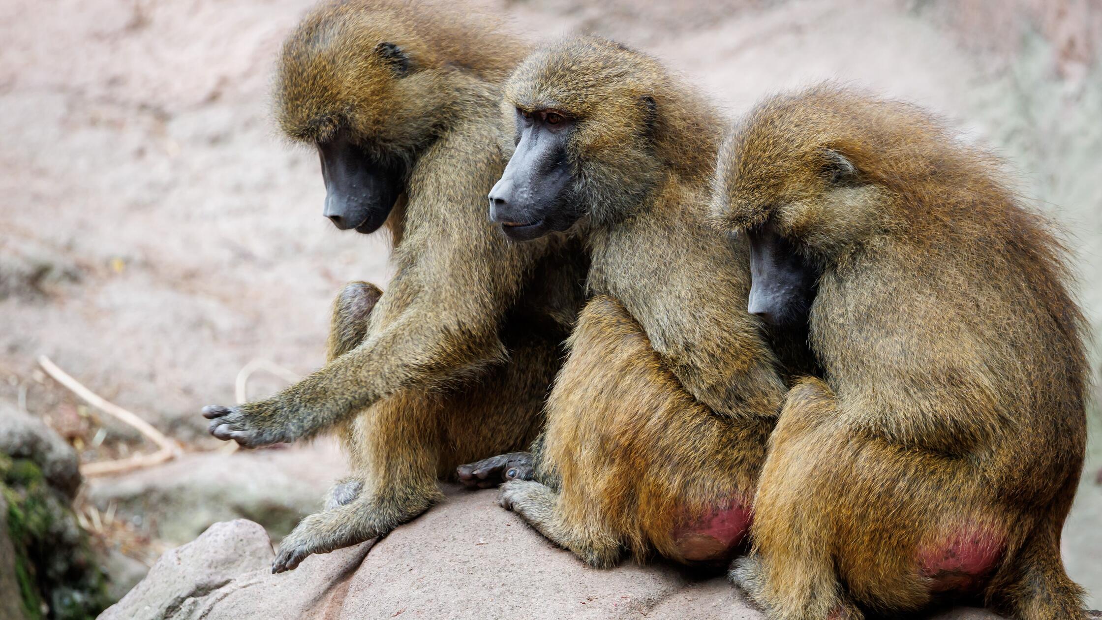 Paviane im Tiergarten Nürnberg: Einige Tiere wurden jetzt getötet