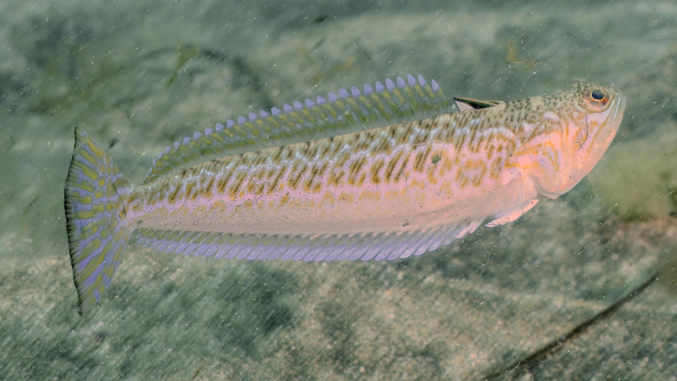 Urlauber müssen aufpassen: Giftiger Fisch in Nord- und Ostsee kann ...