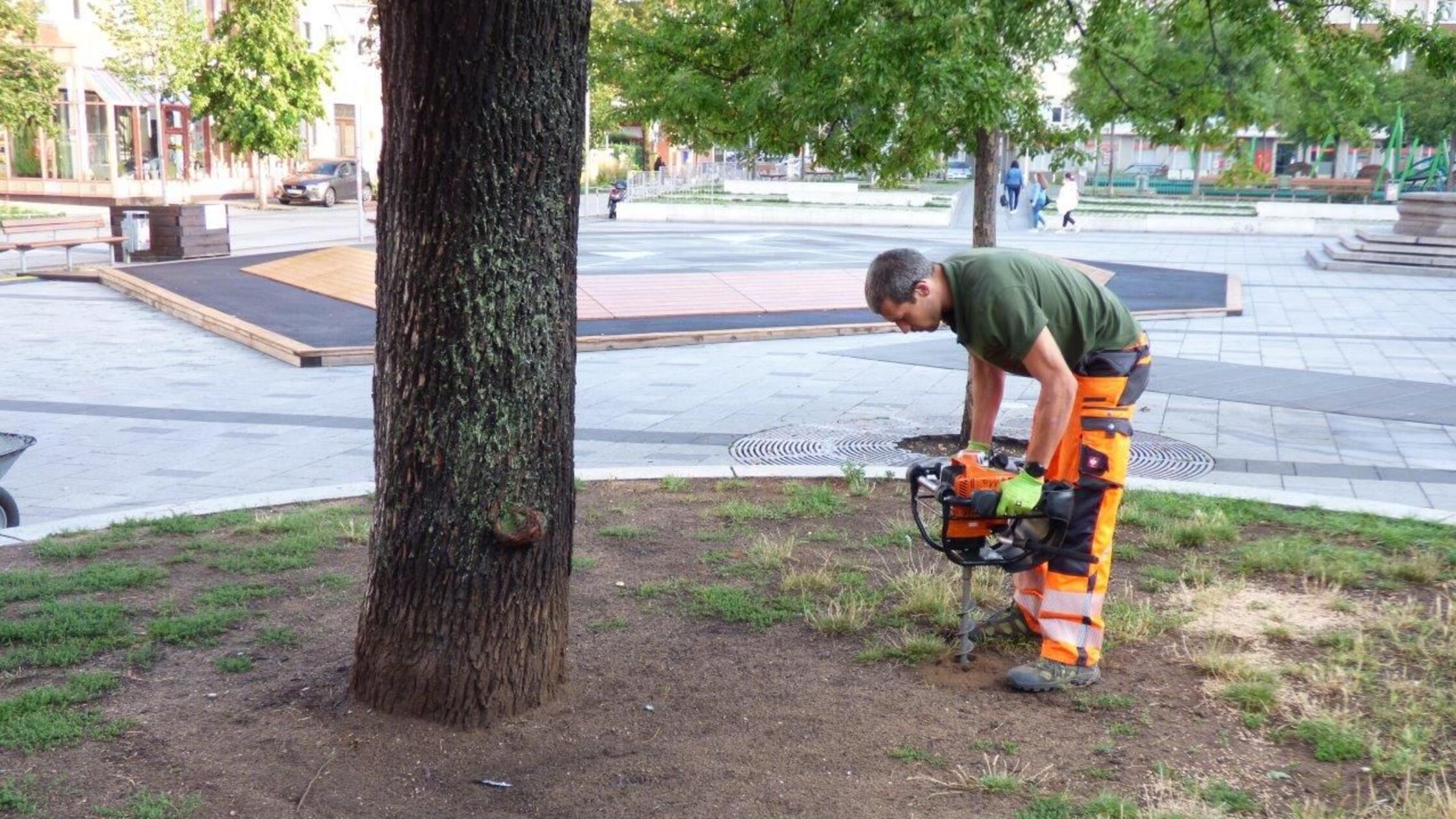 Neue Baumstandorte für Nürnberg: Sör entsiegelt zusätzliche Flächen für ...