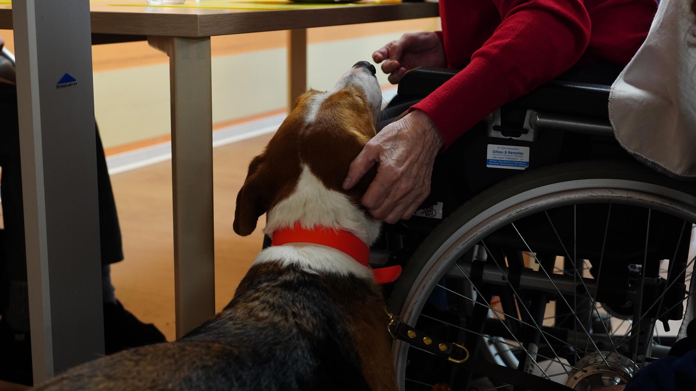 Besuchsdienst der Malteser in Wendelstein: Hündin Lola versüßt Senioren ...