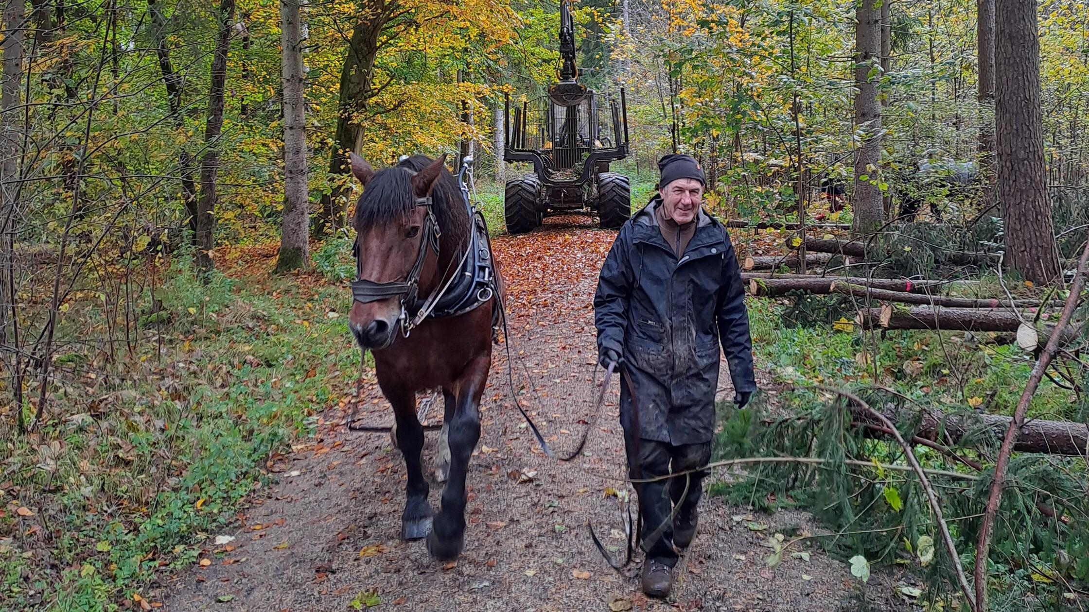 Damit es im Frühling wieder blüht: Rückepferde schonen Märzenbecherwald ...
