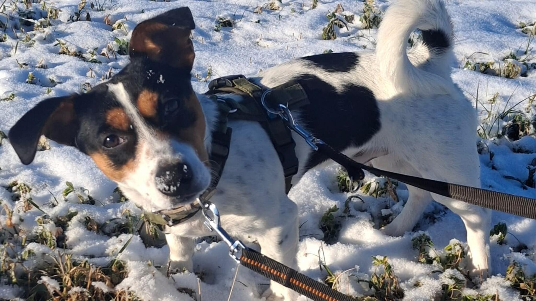 Gut gelaunt, lern­eifrig, liebenswürdig: Wer hat ein Herz für den ...