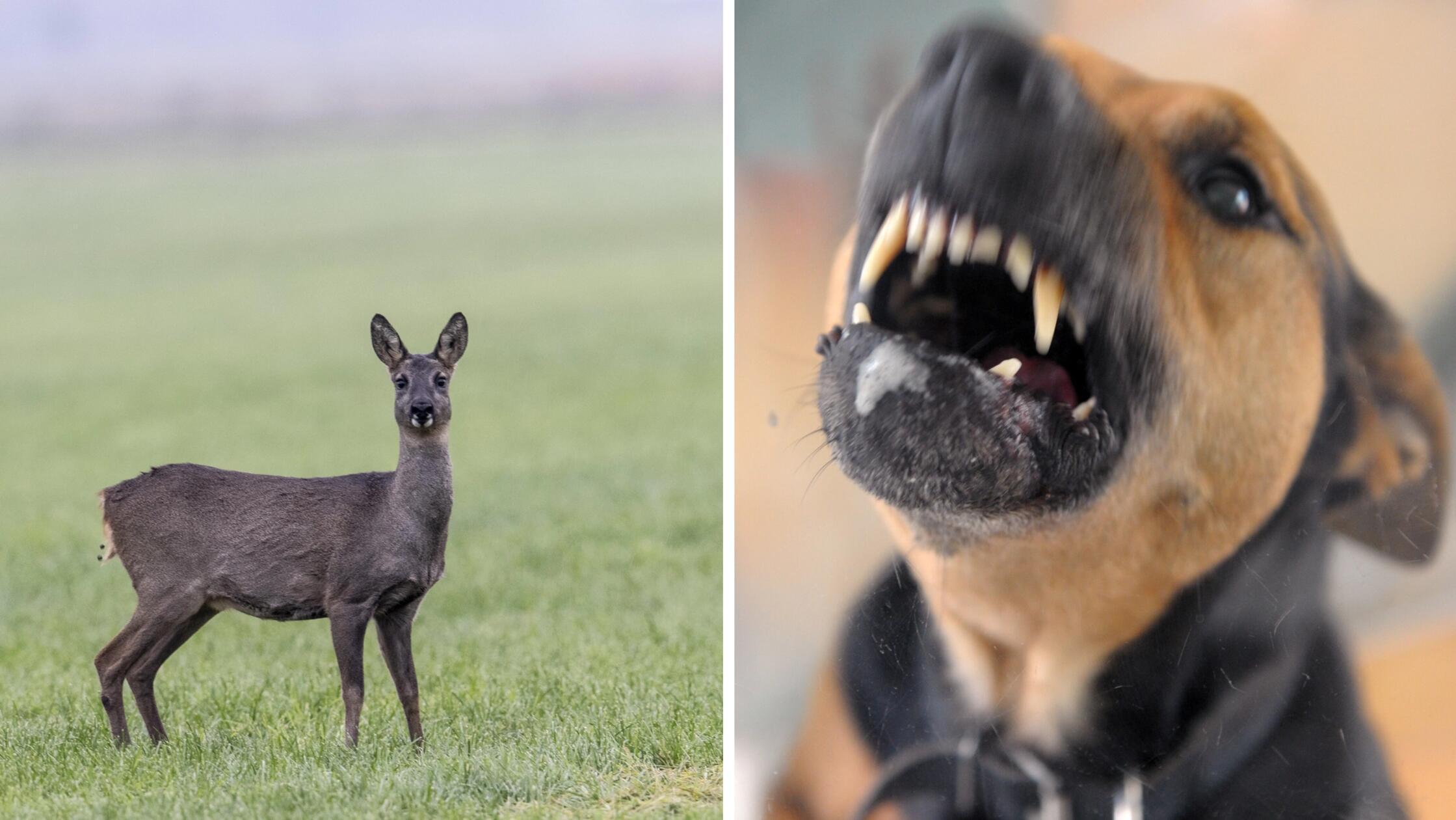 Schlimmer Vorfall in Erlangen: Hund hetzt und verletzt Reh schwer ...