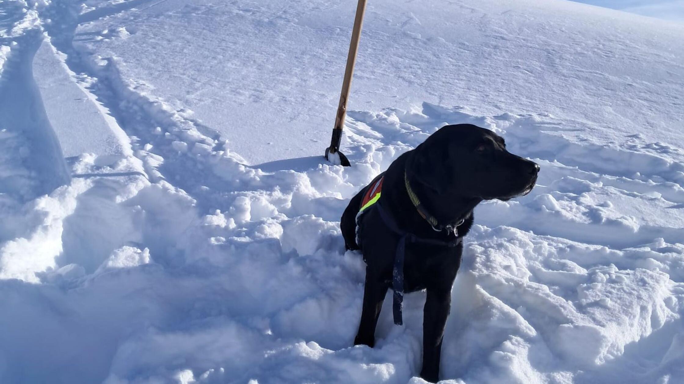Mehrere Lawinenabgänge in den Alpen: Acht Menschen sterben in Österreich