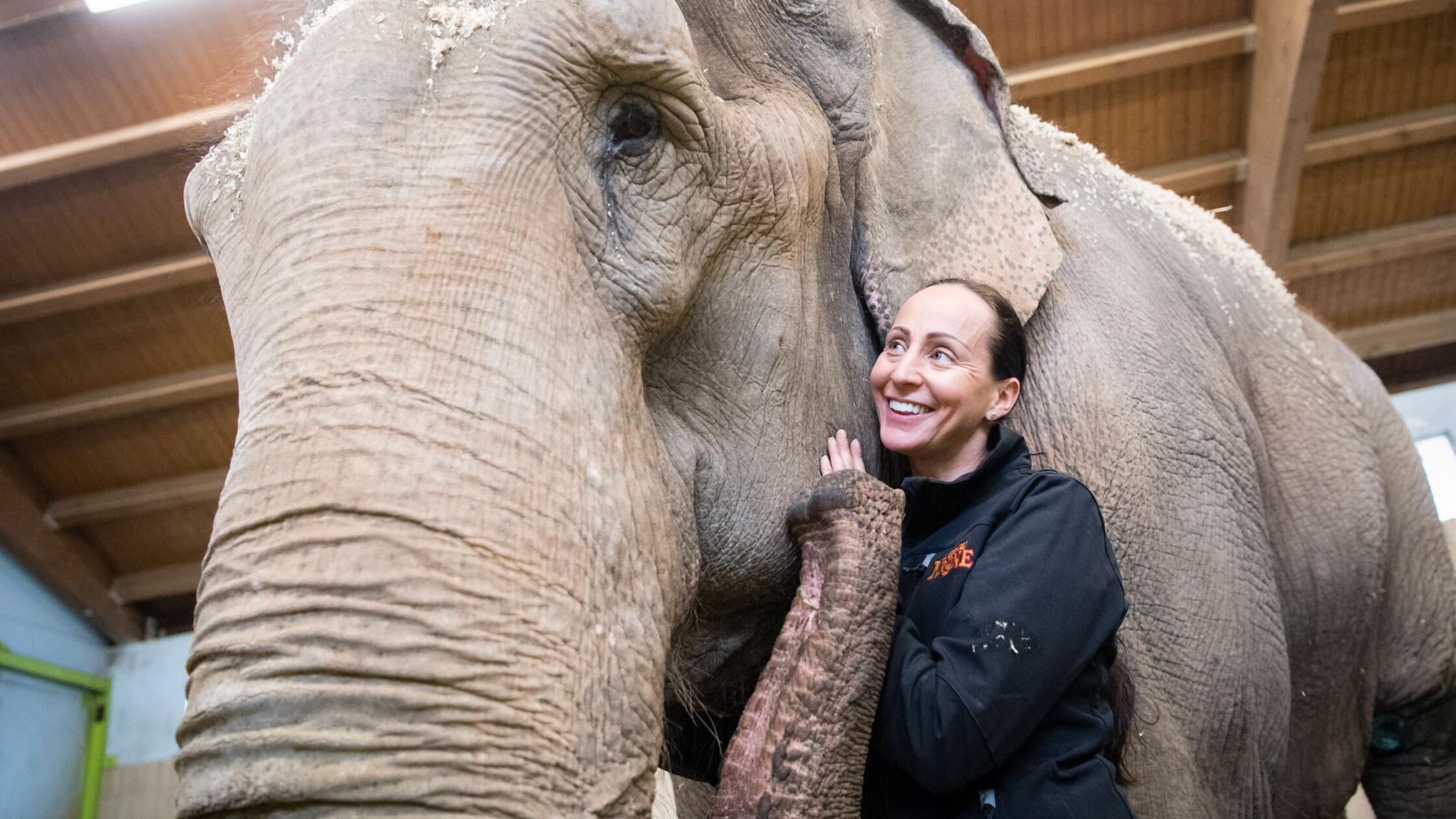 Circus Krone trauert um Elefantendame Bara