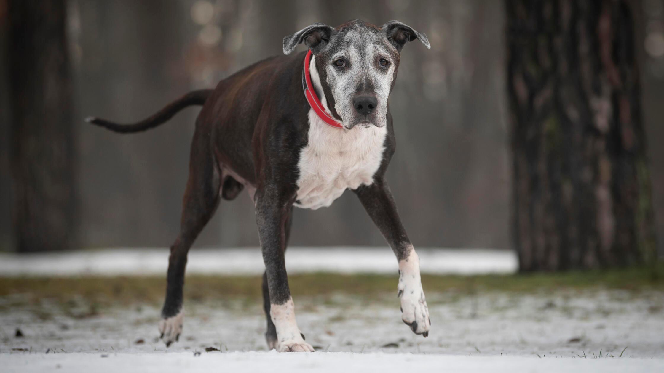 Notfall auf vier Pfoten: Wer gibt Hunde-Opa Heinz aus dem Nürnberger ...