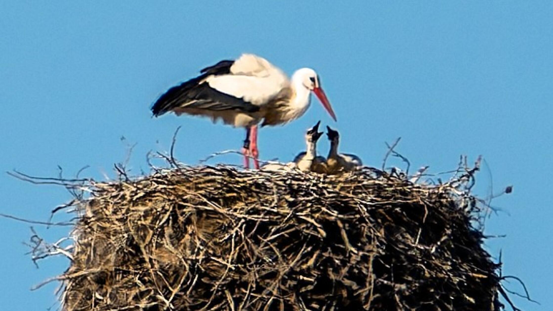 Drei junge Störche spitzen in Auerbach aus dem Nest: Fotograf ist ganz ...