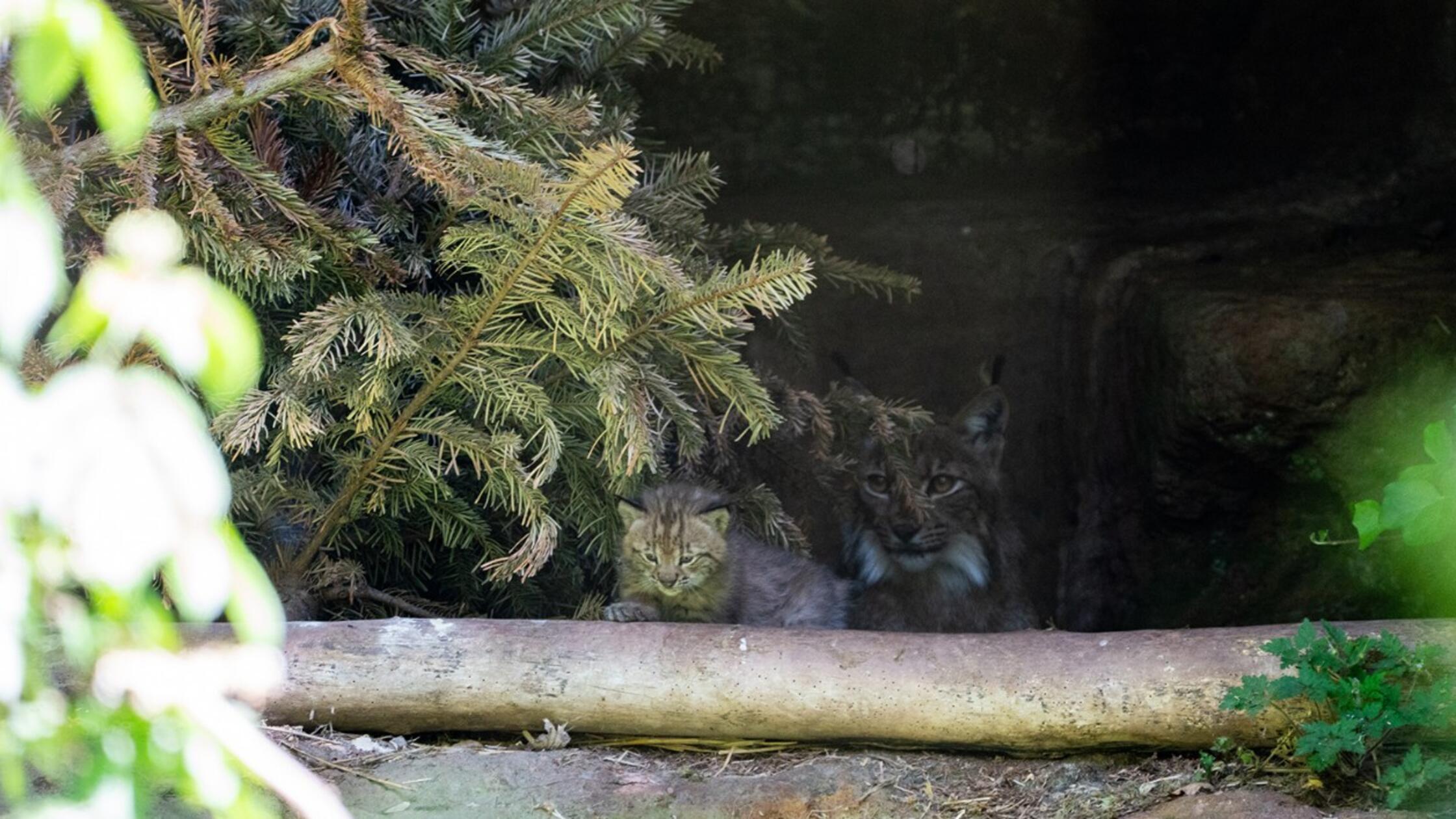 Nachwuchs im Tiergarten Nürnberg: Große Freude über Luchs-Babys - Art ...
