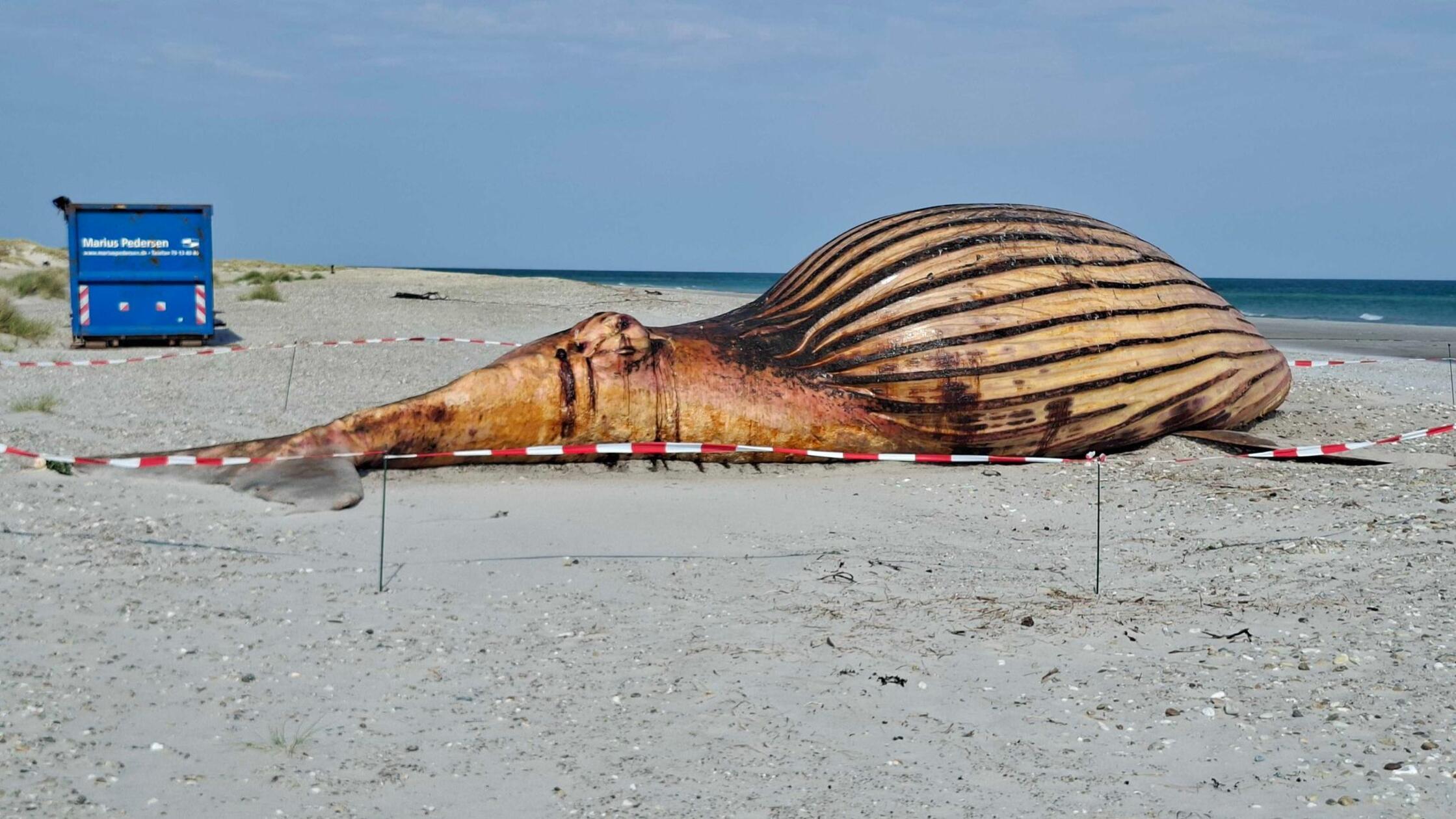 Wal-Obduktion am Strand: Nichts für schwache Nerven