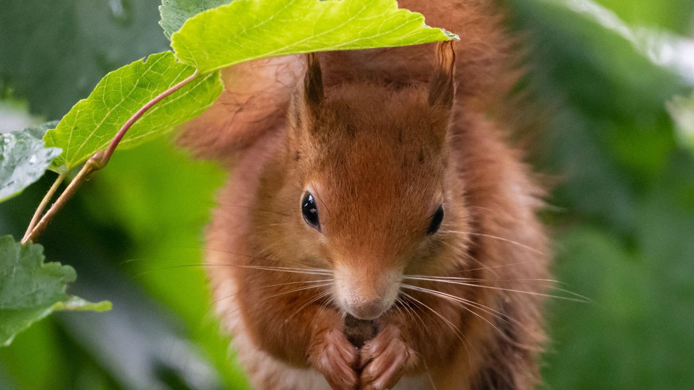 Querungshilfe für kleine Kletterkünstler: Bekommt Nürnberg eine zweite ...