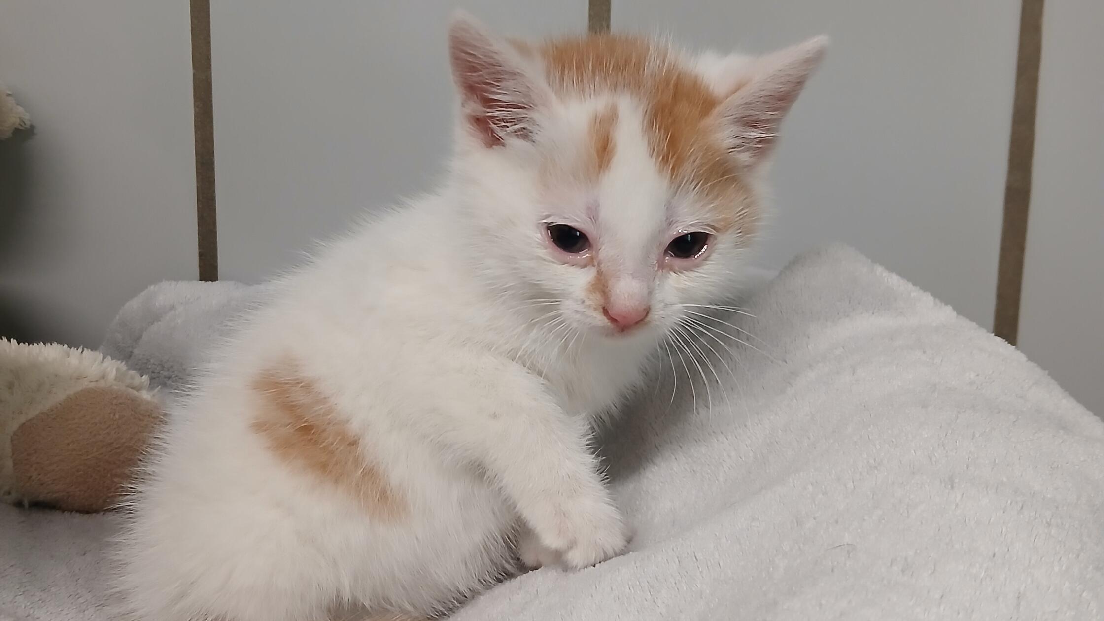 Junge Kitten mit tränenden Augen: Wer vermisst diese süße Baby-Katze in ...