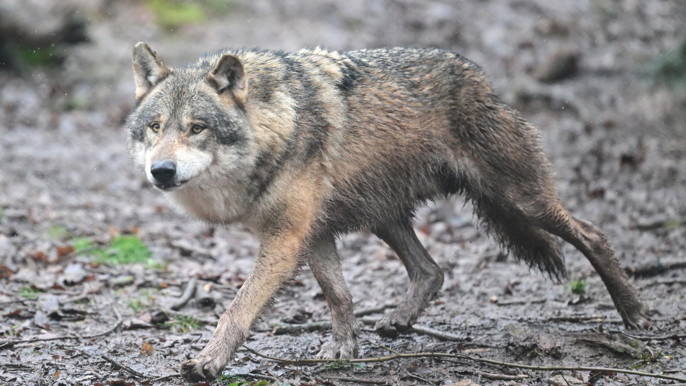 Zahl der Wolfsrudel in der Schweiz gestiegen