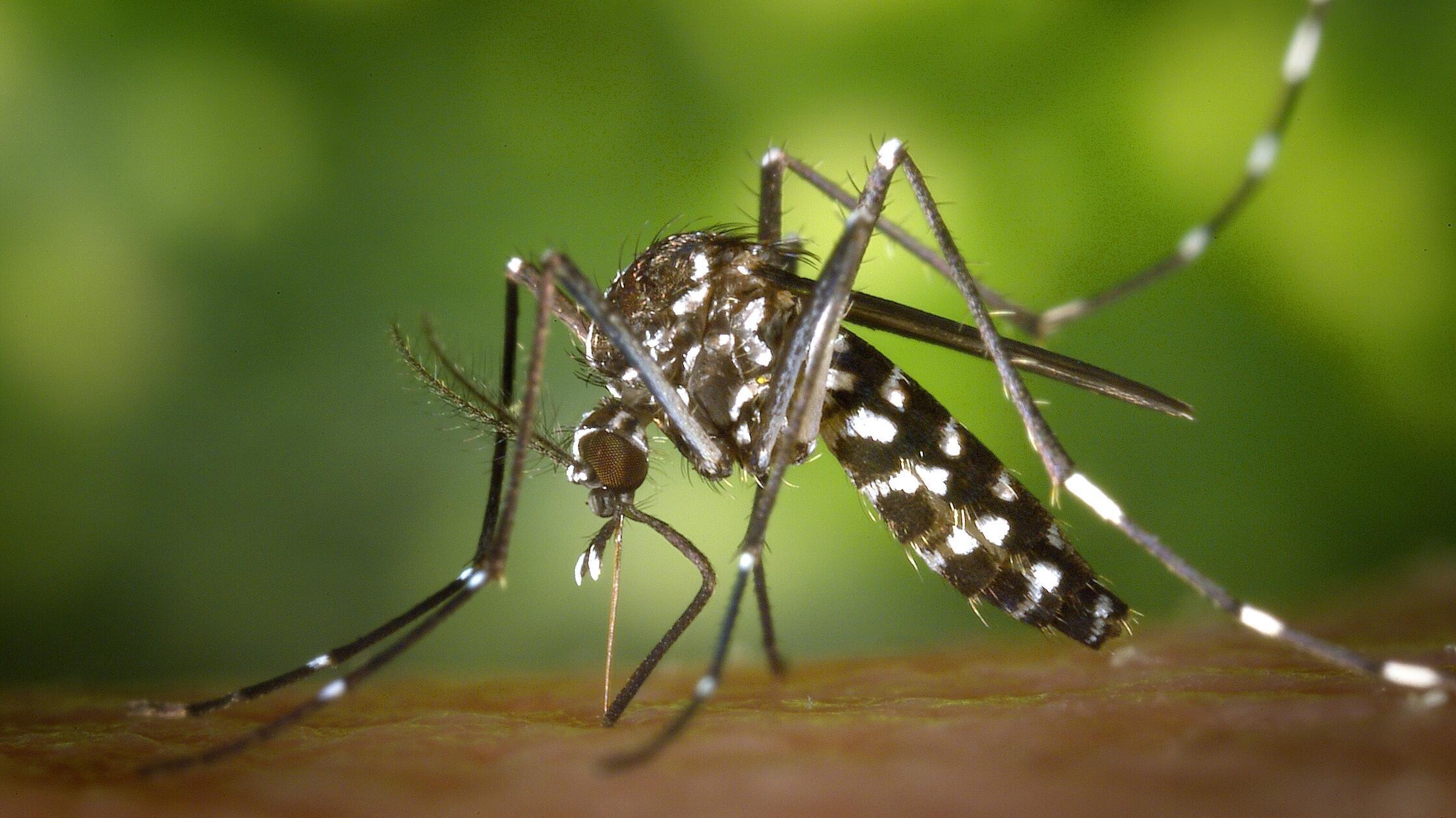 Tigermücke bringt Chikungunya-Virus nach Europa: Fürth setzt jetzt auf ...