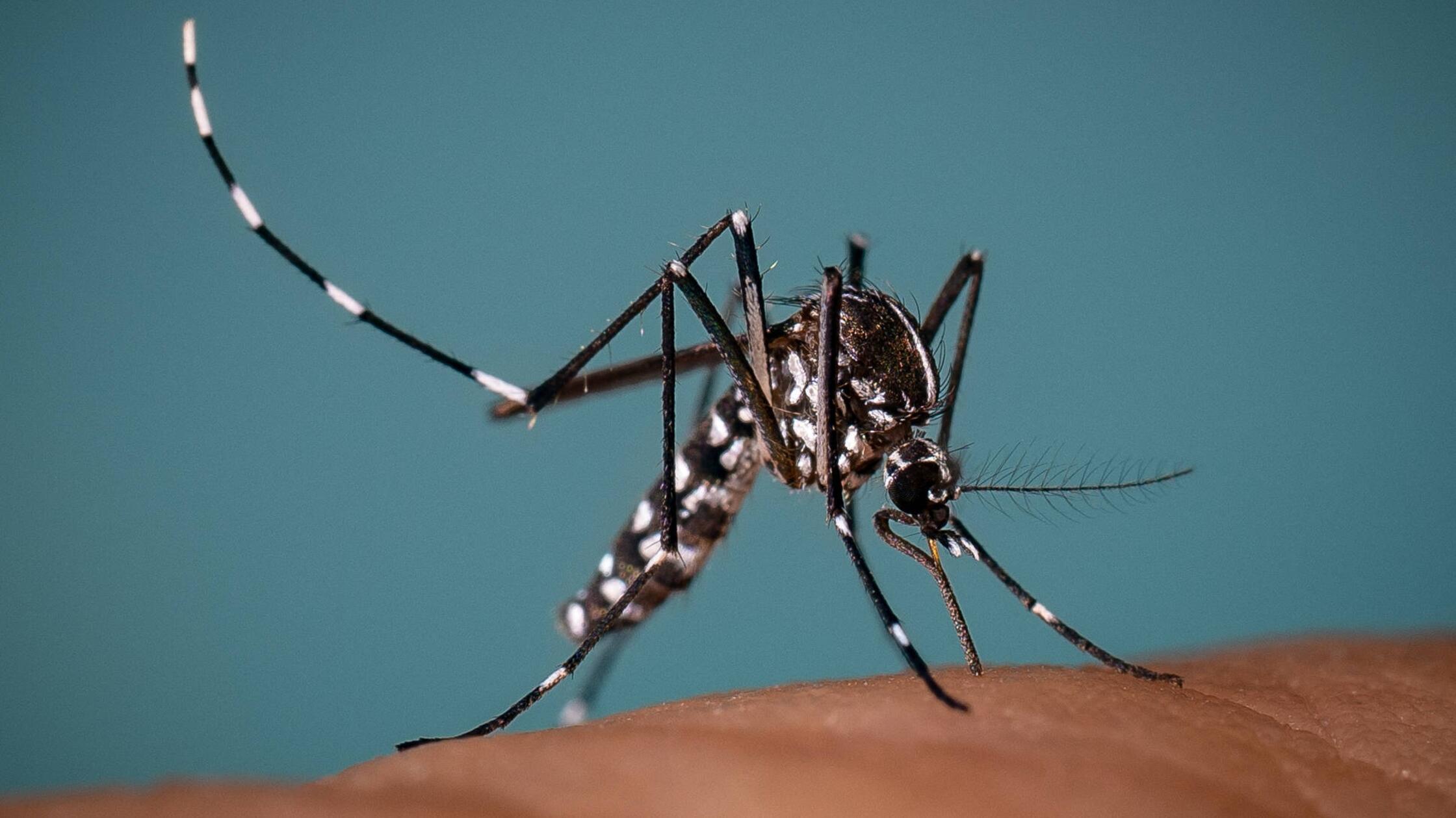Nürnberger Gesundheitsamt warnt vor der Asiatischen Tigermücke: „Wir ...