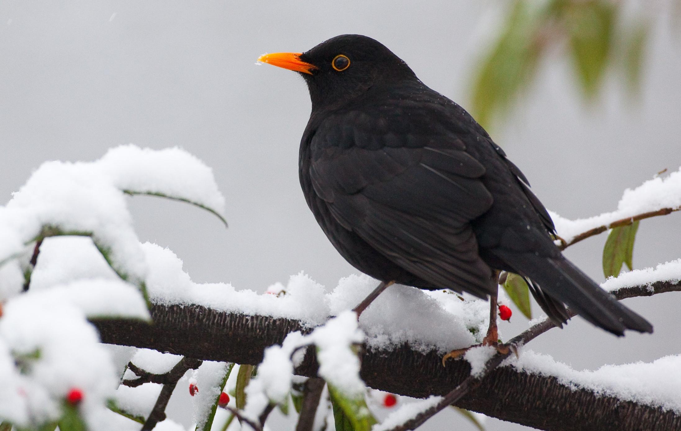 Amseln machen sich immer rarer | Nordbayern