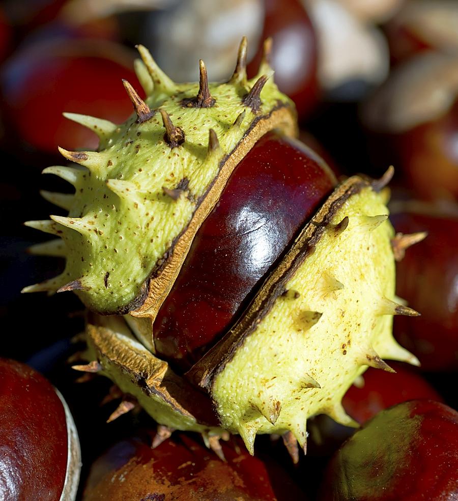 Warum hat die Kastanie Stacheln?