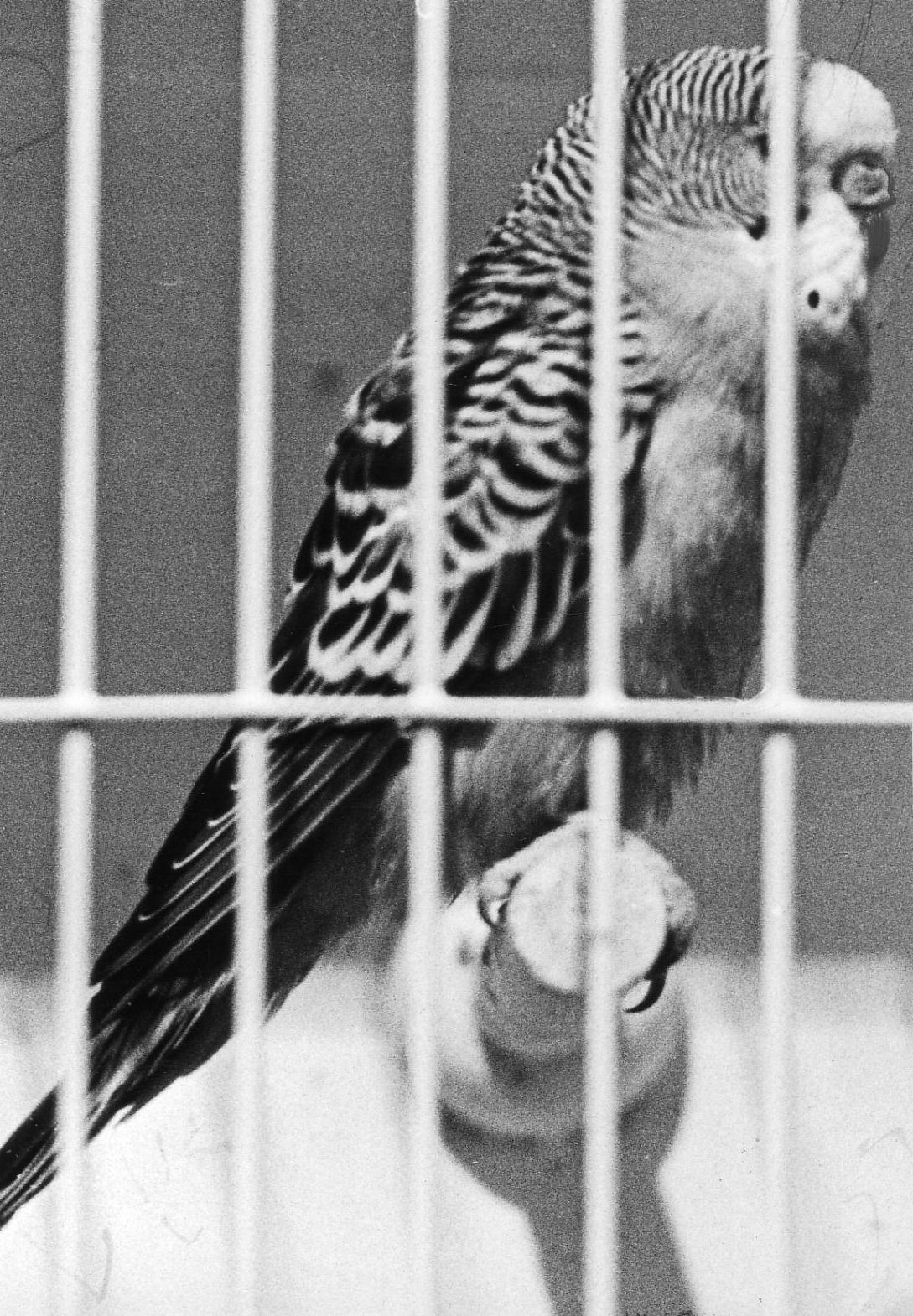 2. Dezember 1962: Tausend Vögel mit Pfiff