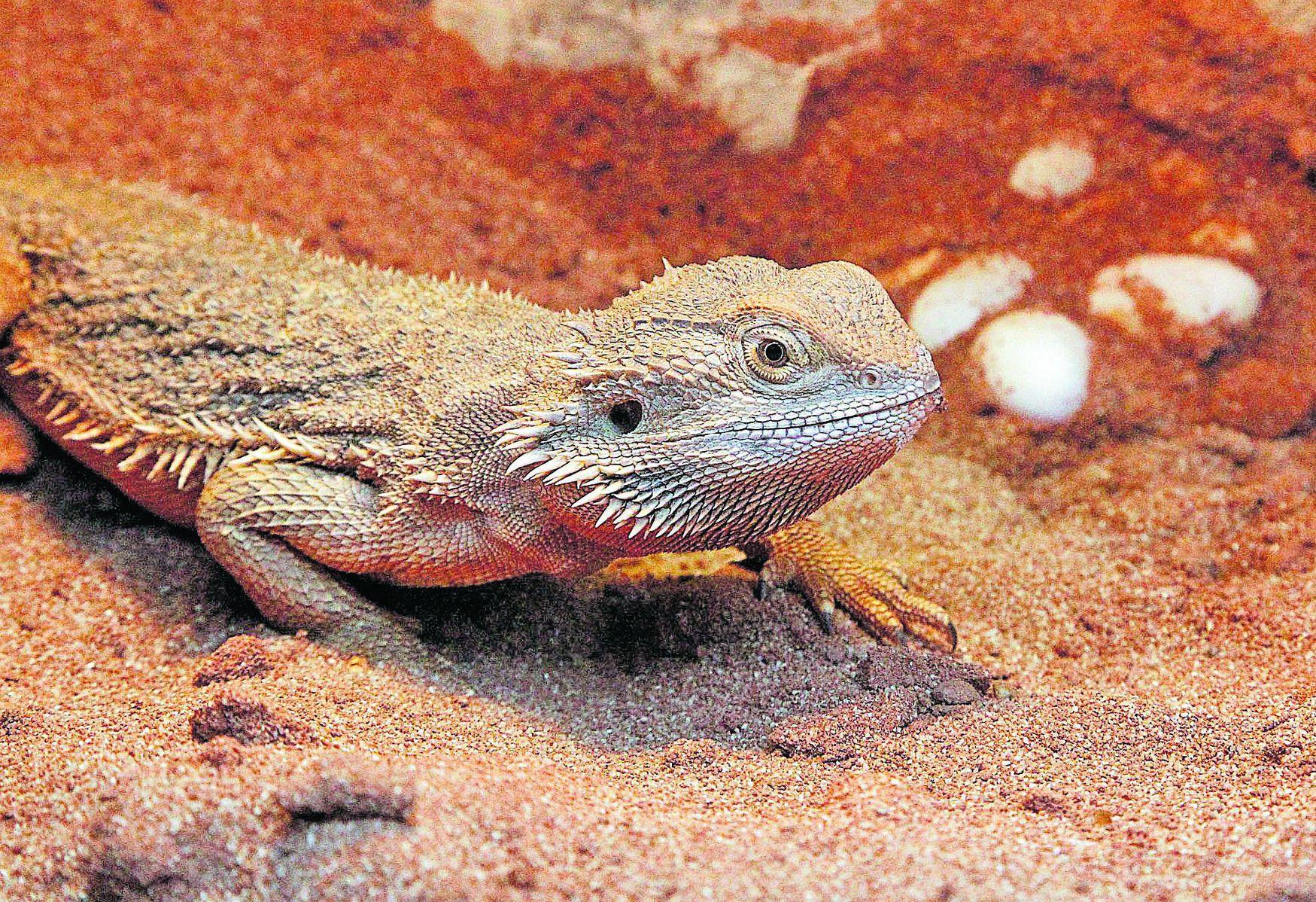 Glibbrig, grün, winzig: Am Anfang war das Ei