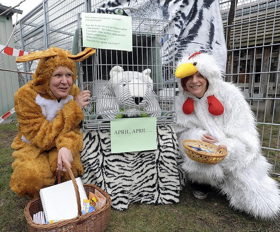 Afrikanischer Tiger war eine Ente