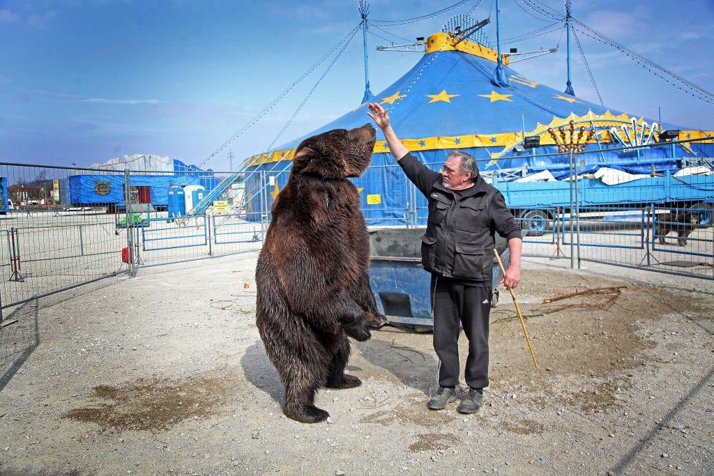 Zirkus-Bär in Forchheim bringt Peta auf die Palme