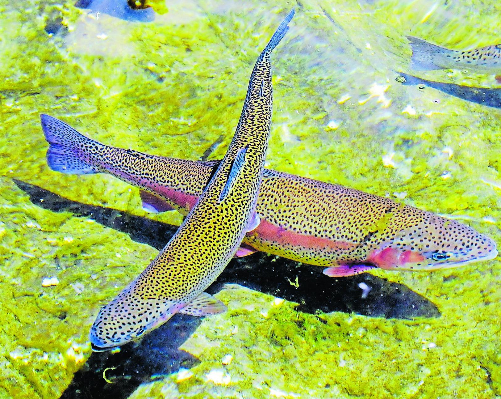 Forellen in allen Größen