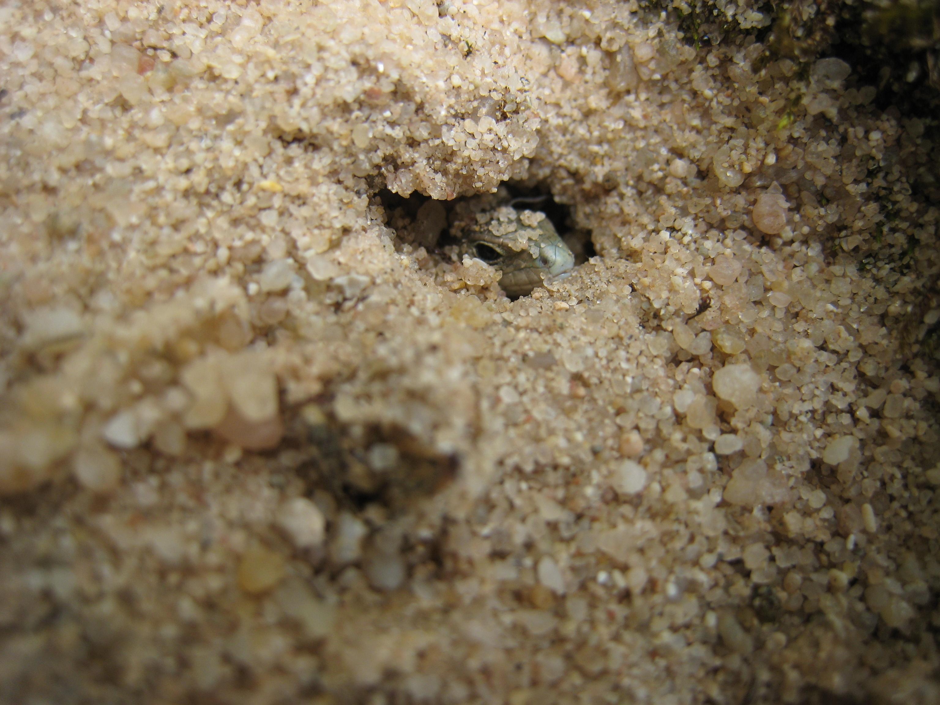 Naturfreund rettete Reptilien: 37 "Mini-Echsen" geschlüpft