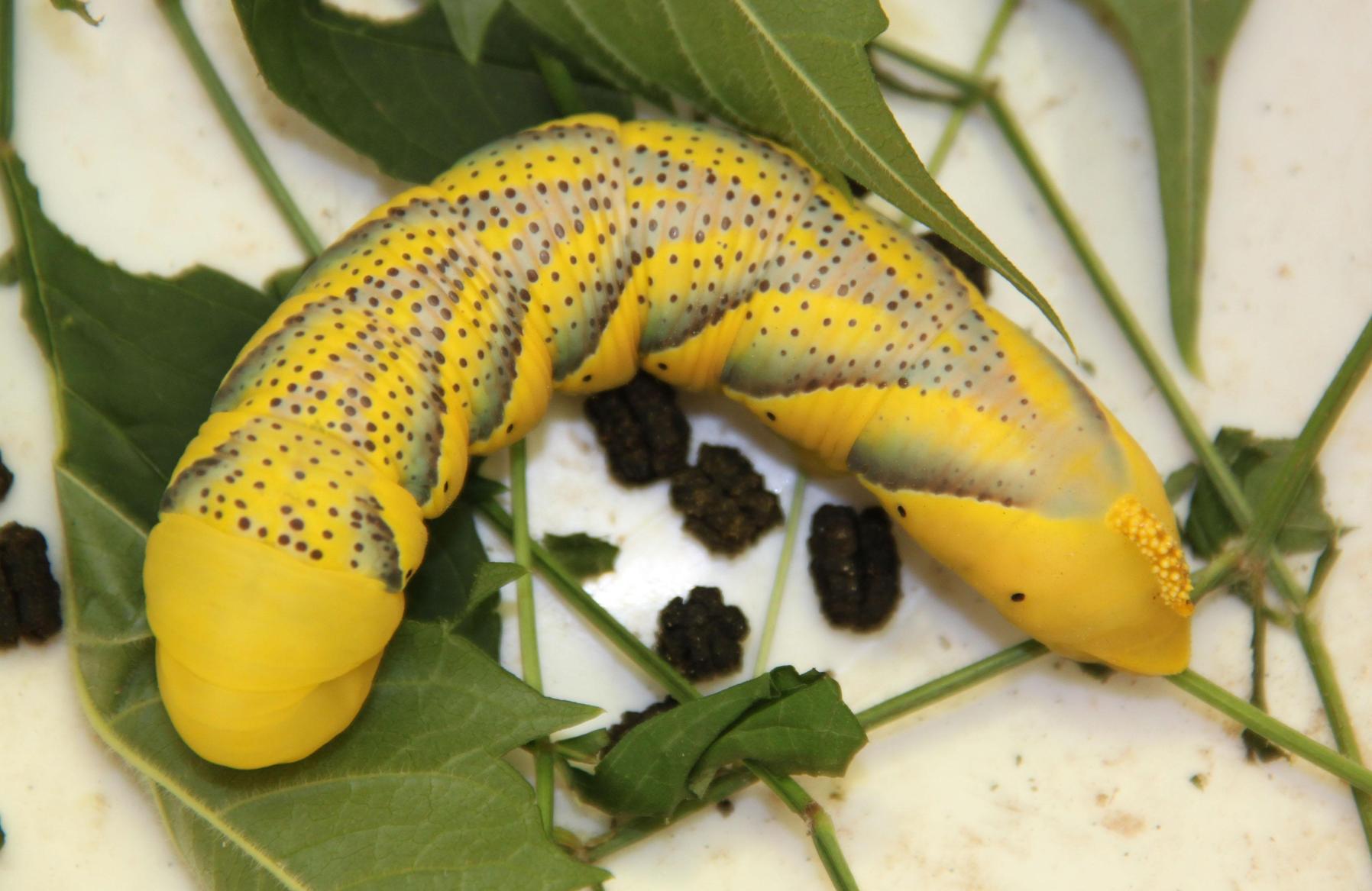 Exotische Raupe in Gelb und Grün | Nordbayern