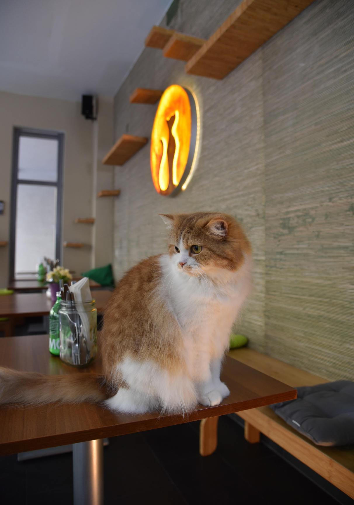 Im April: Bald eröffnet Nürnbergs erstes Katzencafé