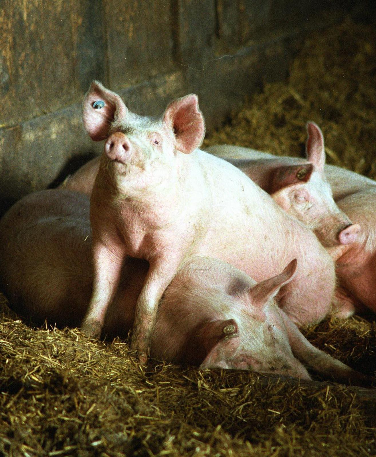 Mehr Platz für Ferkel