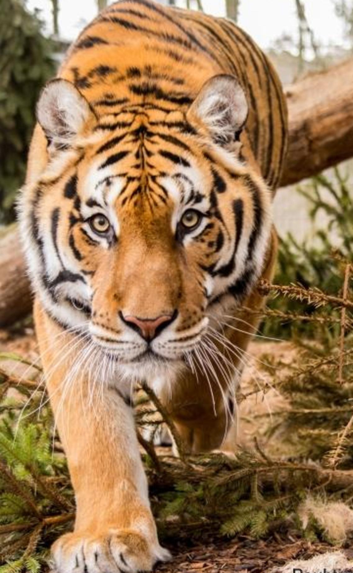 Kein Geld für die Wallersdorfer Tiger