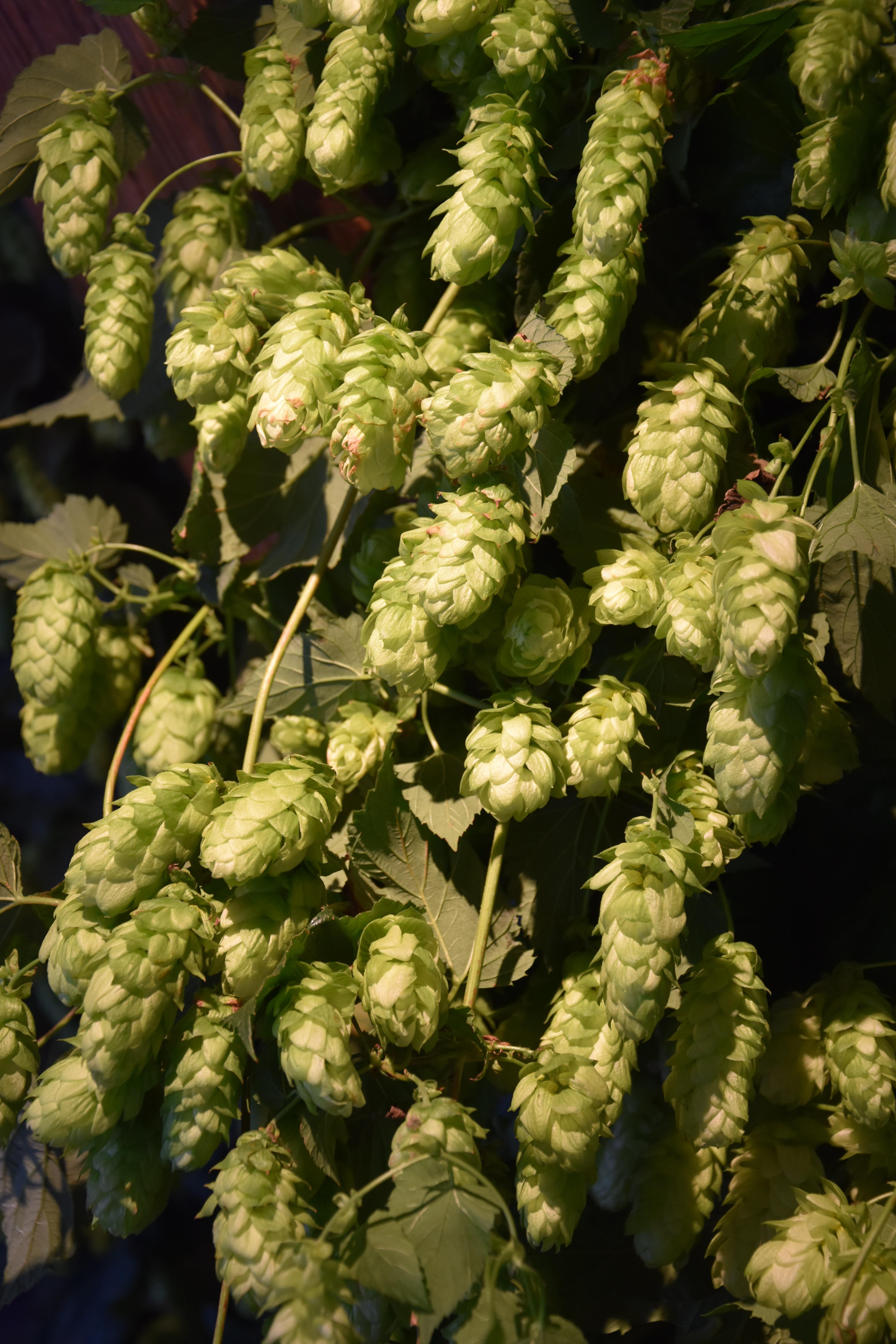 Alles über Hopfen und Bier: Das HopfenBierGut-Museum Spalt