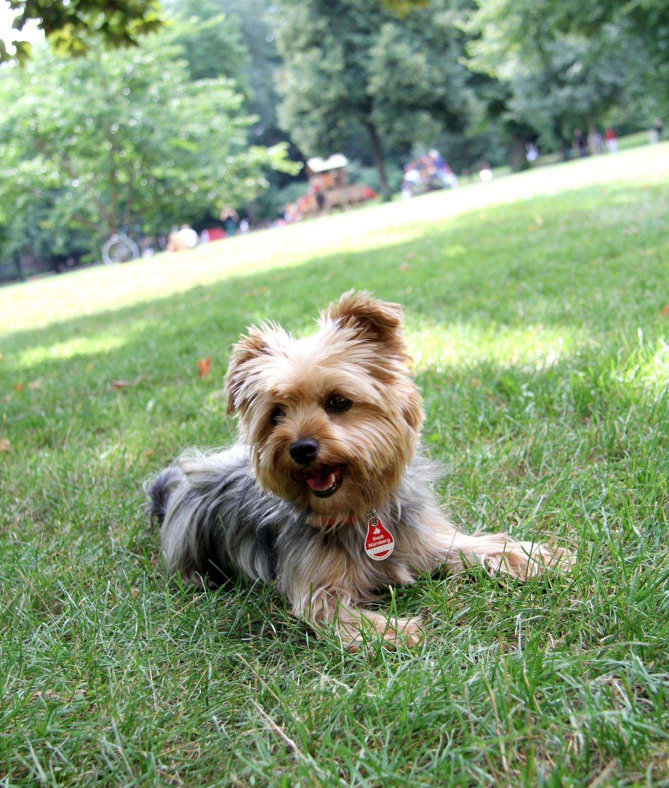 19.000 Euro: Hündin "Gini" hat geerbt