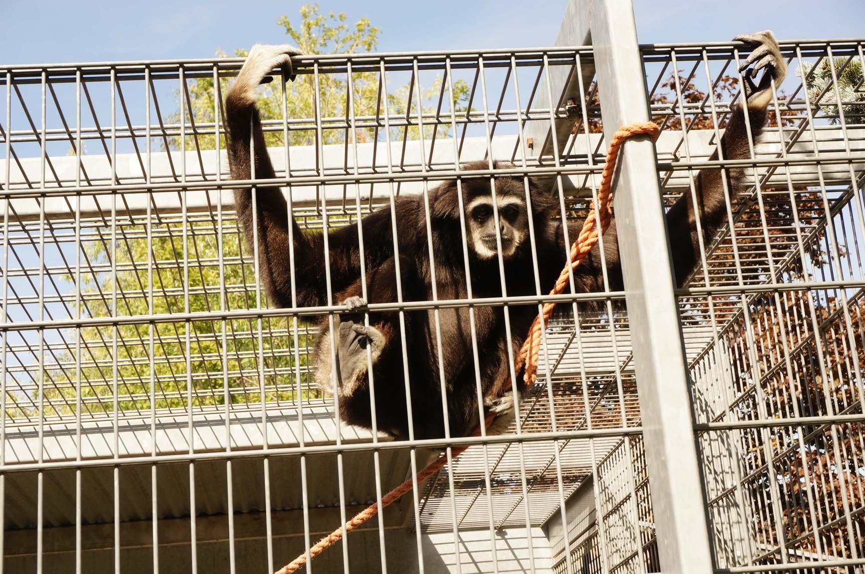 Vom Jura-Zoo nach Swansea