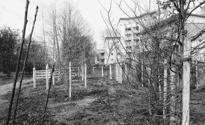 Frisches Grün schließt Wunden der Rodung