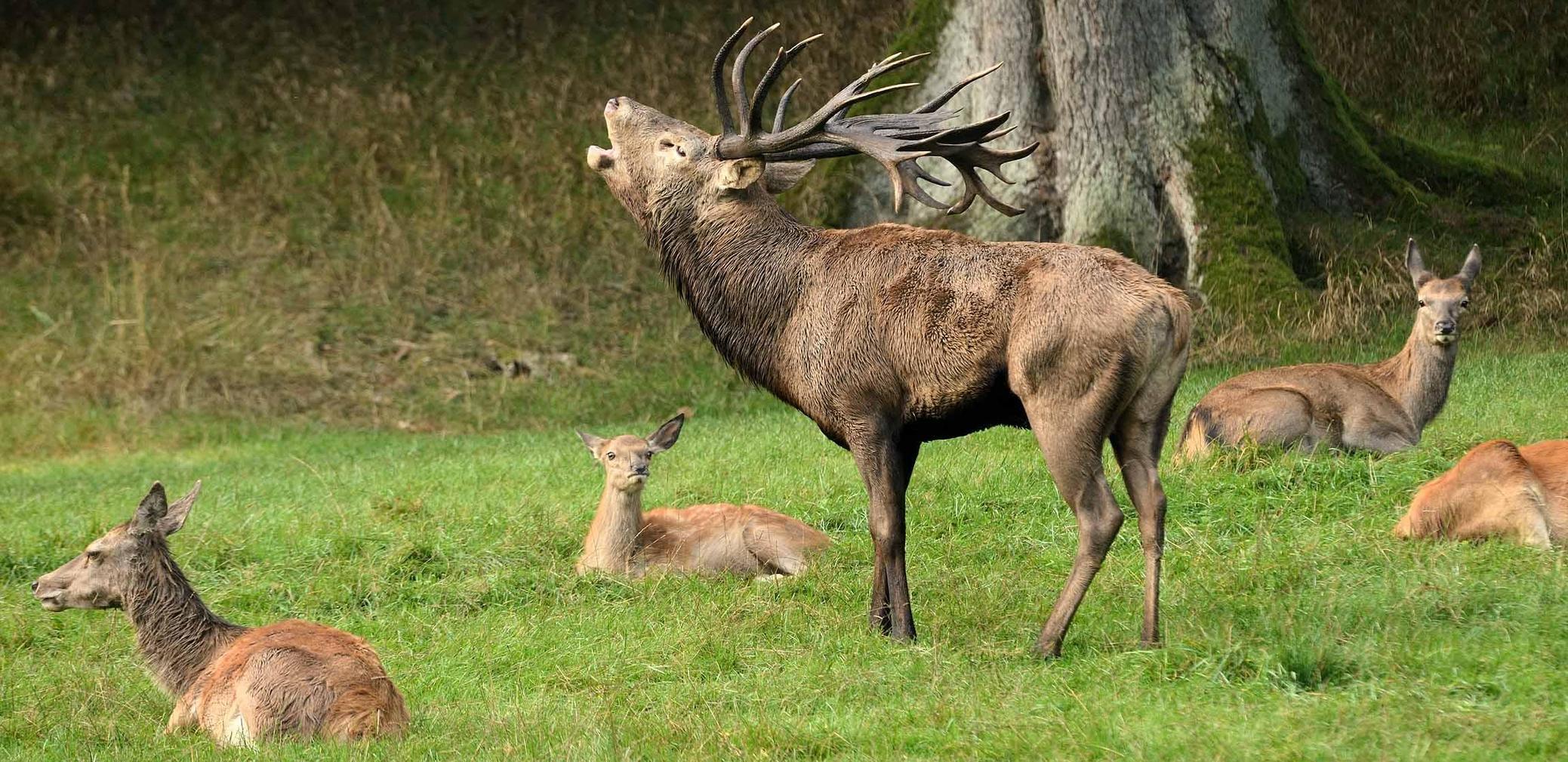 Der Hirsch röhrt an der Fürther Bauschuttdeponie