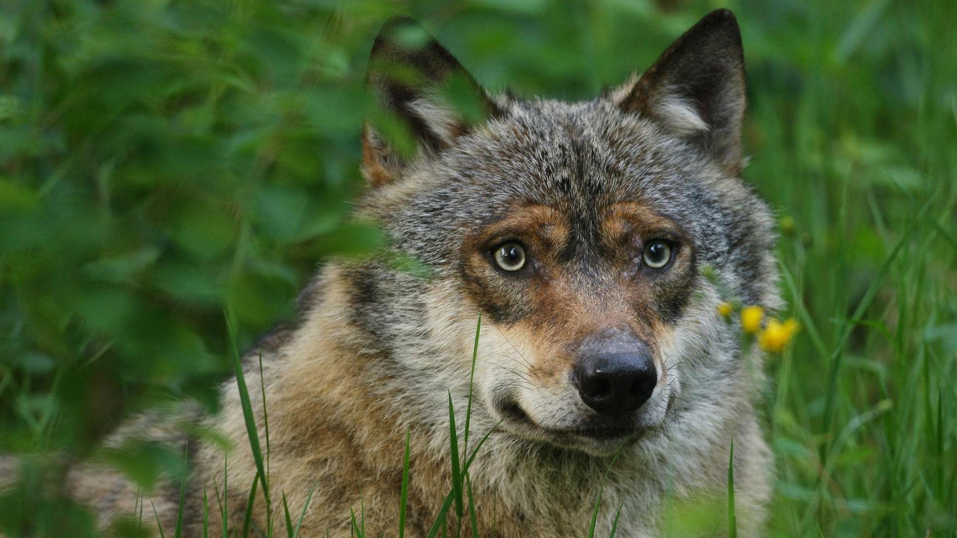 Wer hat Angst vorm bösen Wolf?