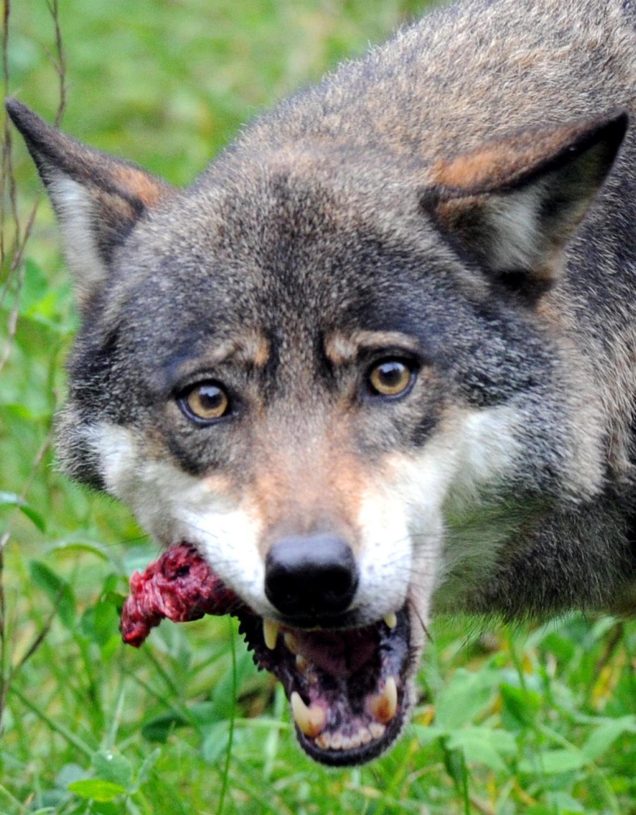 Jäger ist sich sicher: Ein Wolf jagt am Brombachsee!
