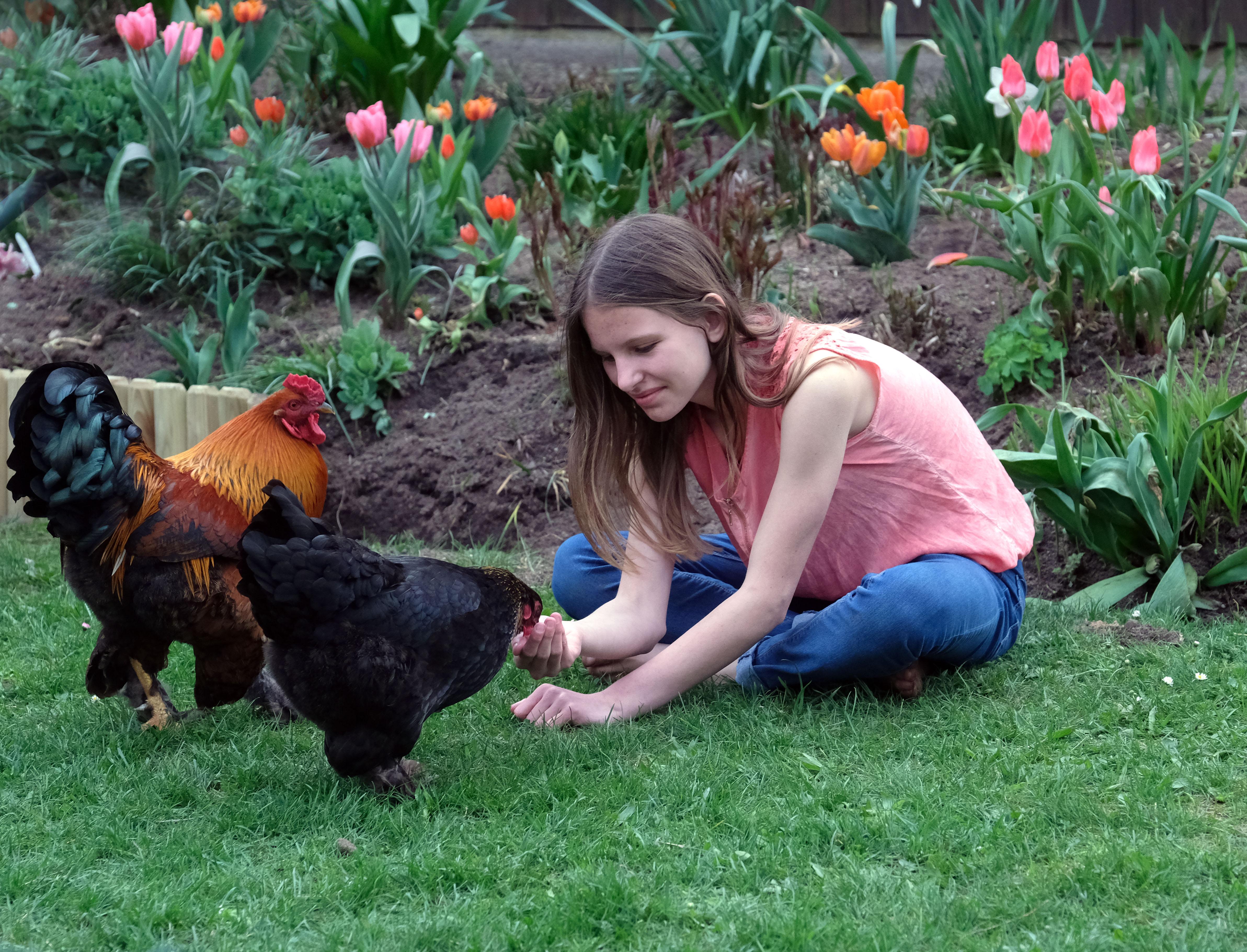 Happy End per Zeitungsannonce: Hahn darf weiterkrähen