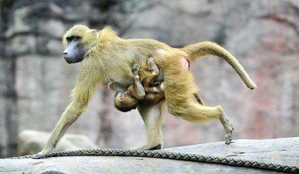 Pavian-Baby verhilft seiner Mutter zu mehr Prestige in der Affenhorde