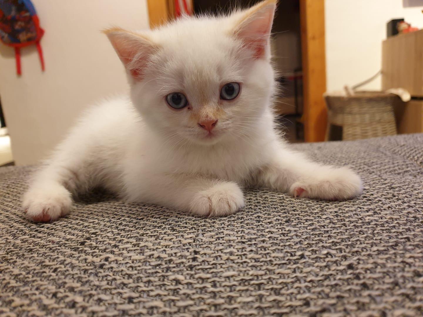 Frech und flauschig: Die niedlichsten Katzen aus Franken | Nordbayern