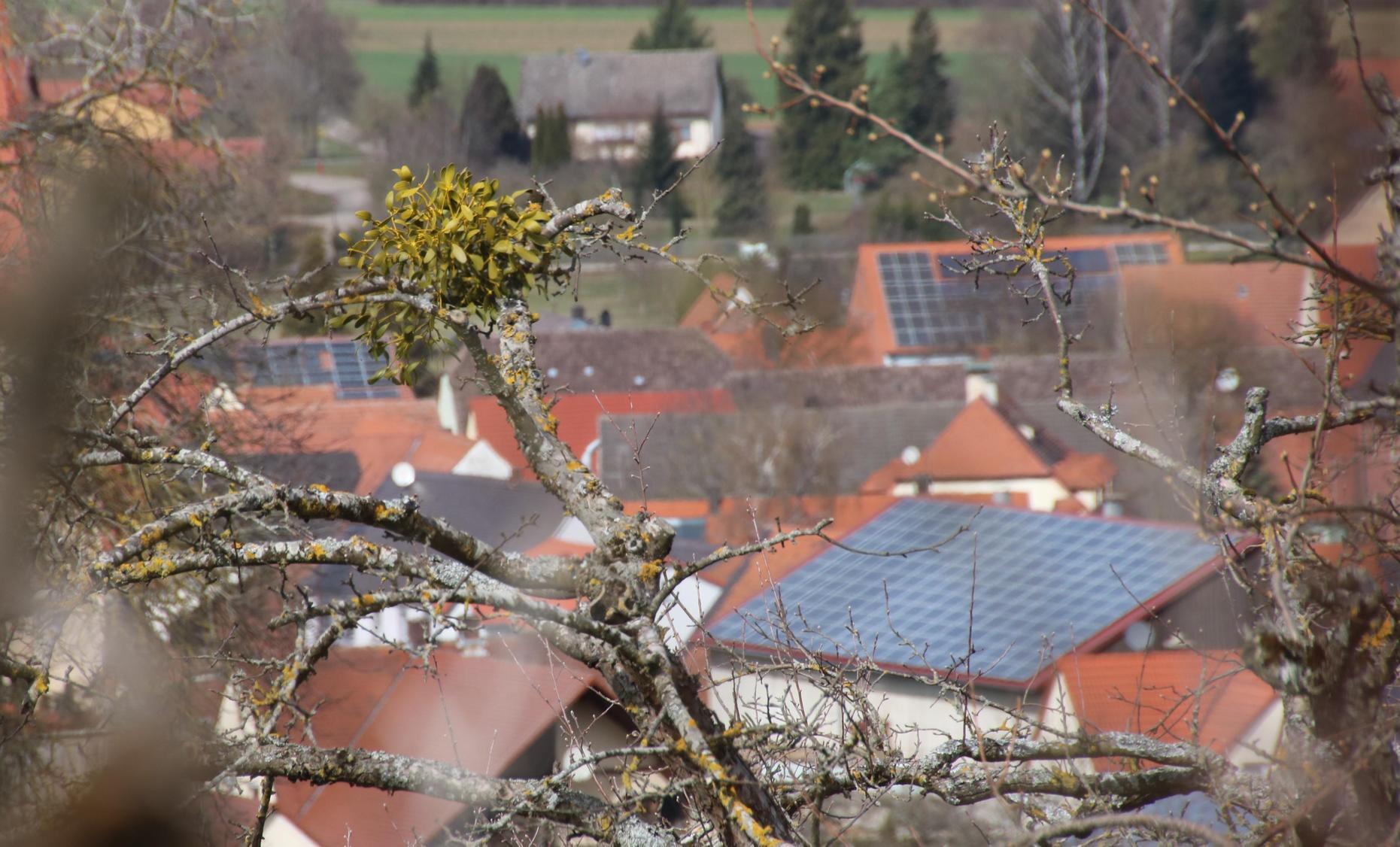 Die Schmarotzer-Pflanze erobert Altmühlfranken