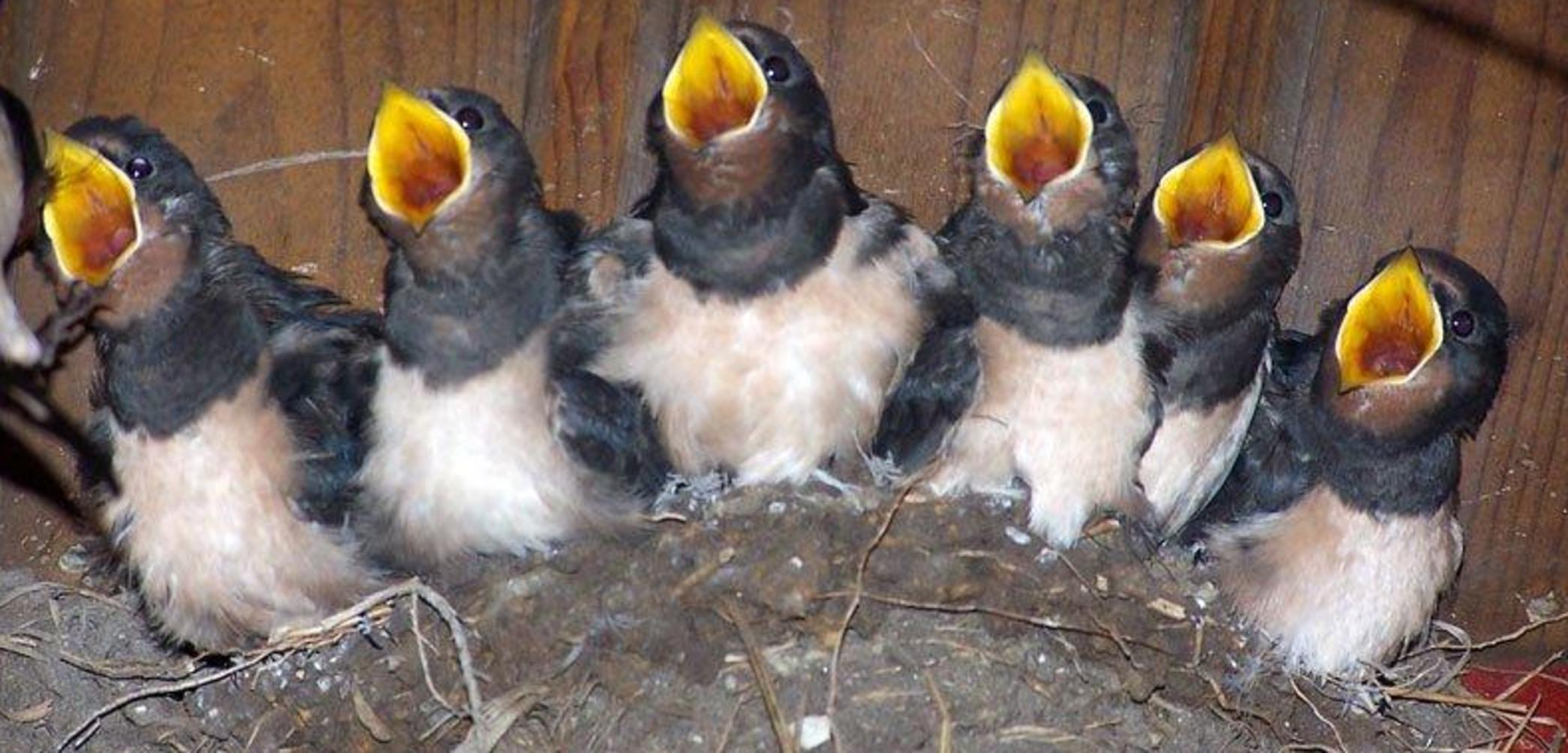 Tipps vom Experten: Was tun gegen meuchelnde Elstern?