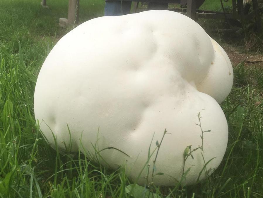 Passion Pilze: Die dicksten und schönsten Funde unserer User ...