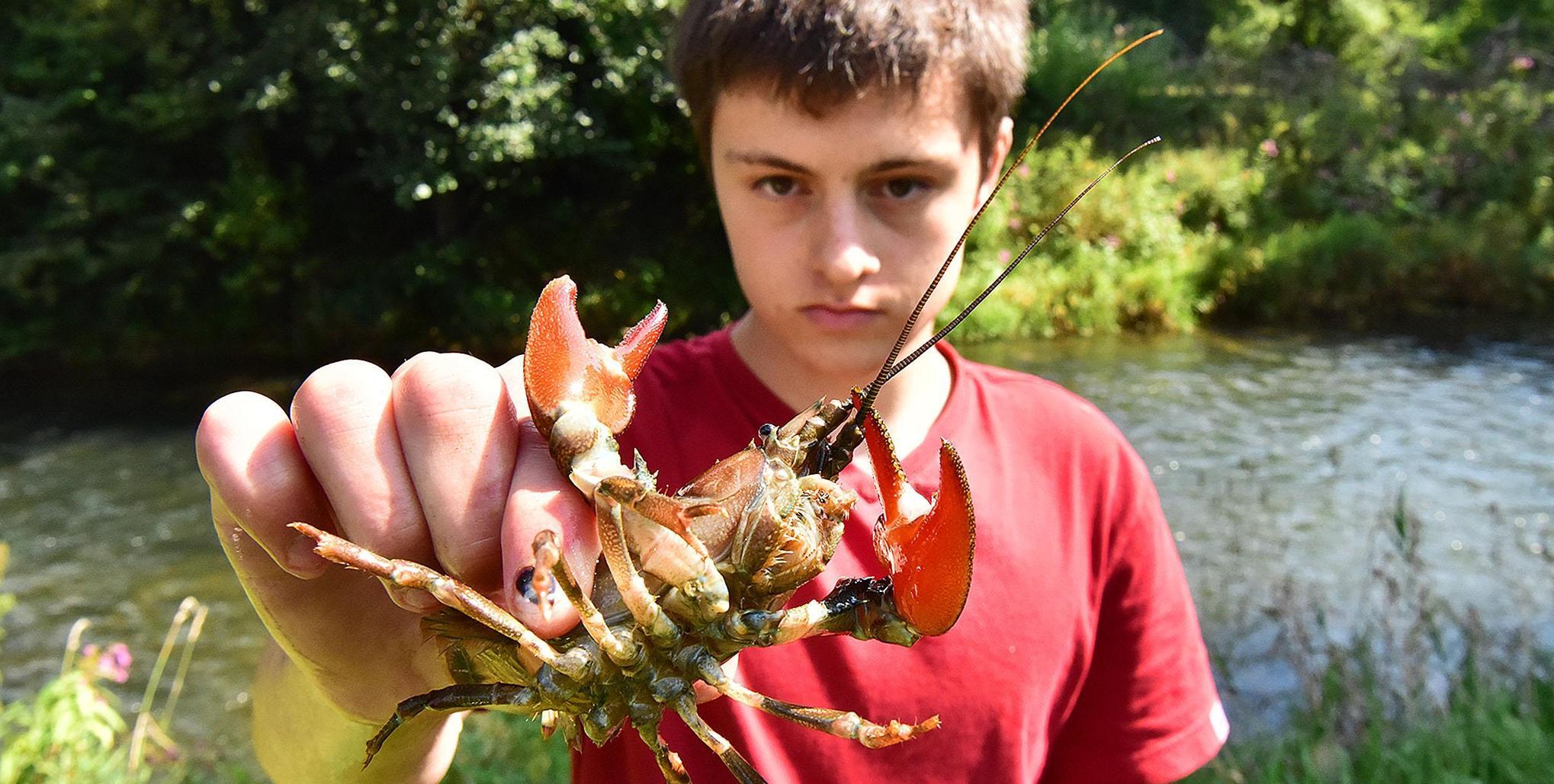 Signalkrebse bedrohen die Arten in der Wiesent