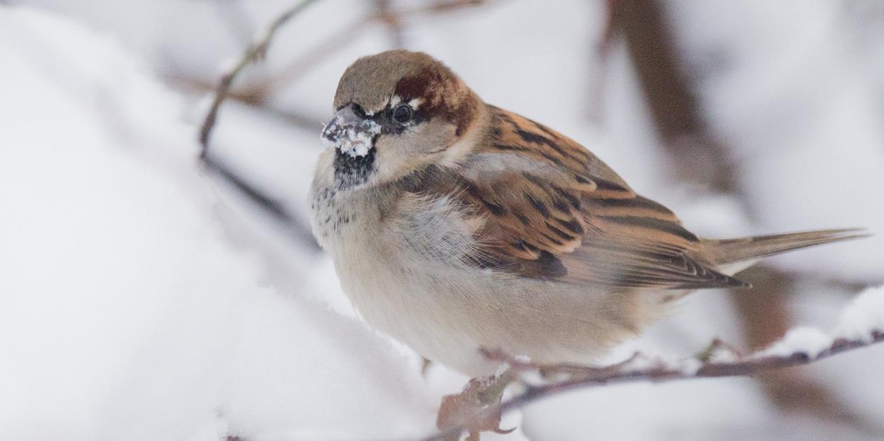 Wegen milder Temperaturen: Weniger Wintervögel in Bayerns Gärten Wegen milder Temperaturen: Weniger Wintervögel in Bayerns Gärten